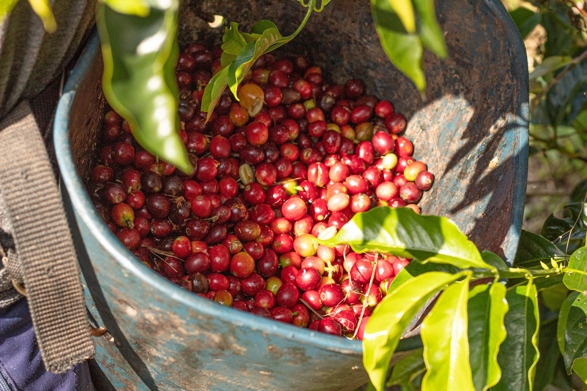 Hub Coffee Roasters | Specialty Coffee Roaster | Reno, Nevada